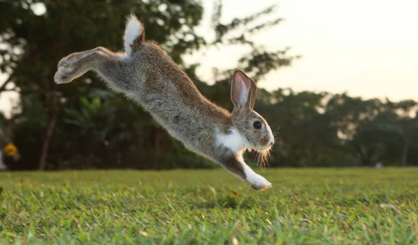 Rabbit jumping Stock Photos, Royalty Free Rabbit jumping Images ...