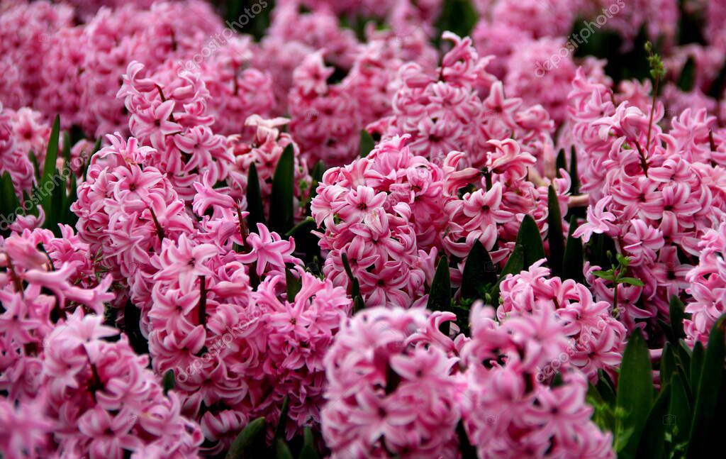 Bright pink hyacinths in full bloom in early spring in Gulhane Park in ...