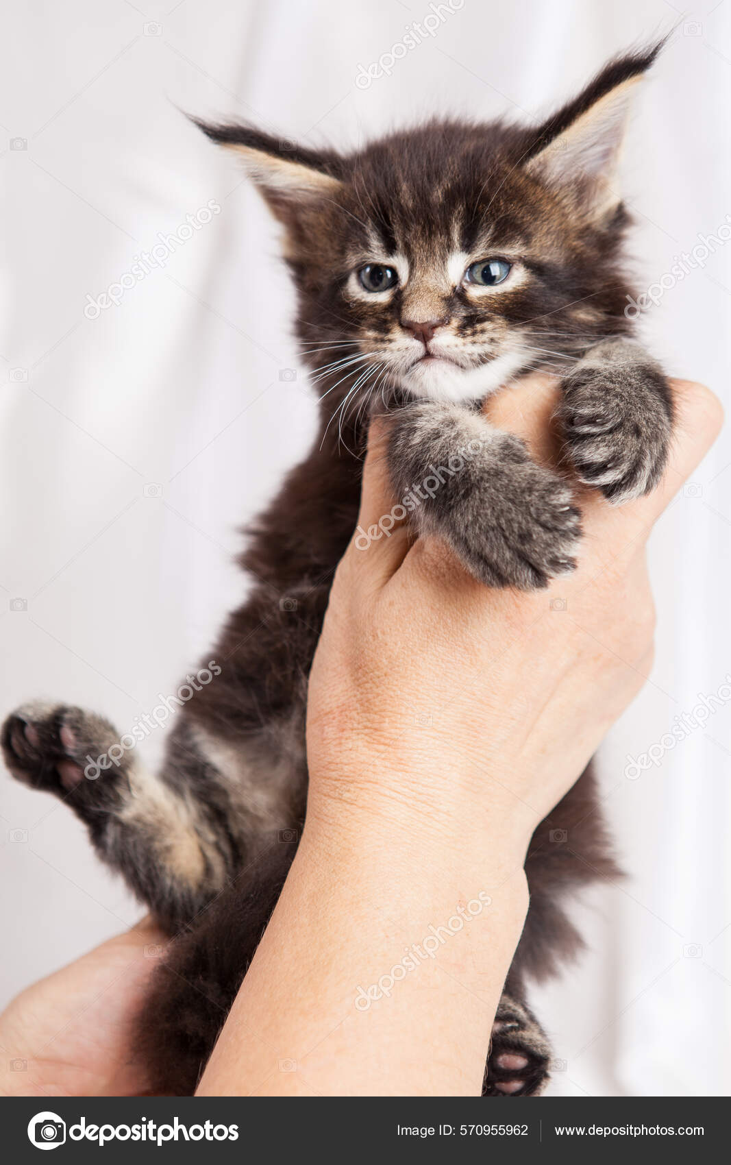 Meinkun Kitten Background — Stock Photo © scaffer #570955962