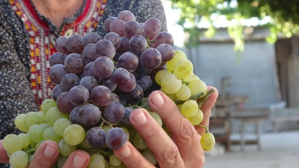 Enólogo feliz colheita de uvas Stok Foto, Enólogo feliz colheita de ...
