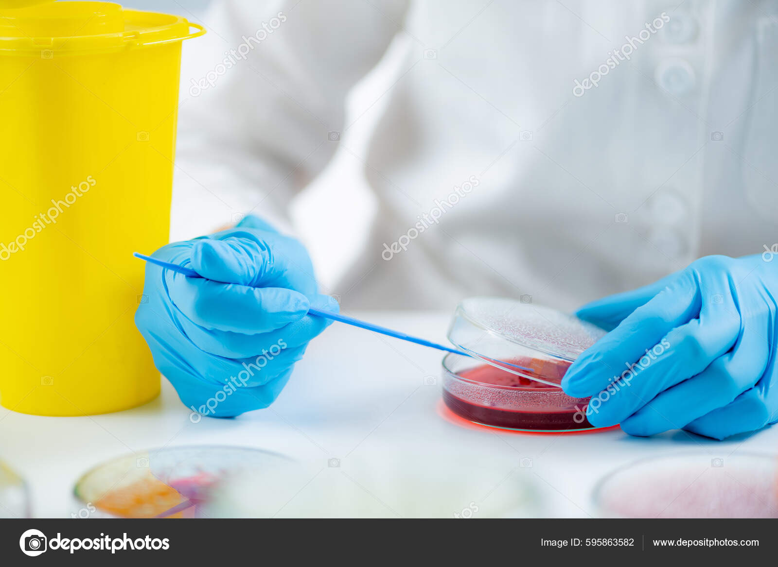 Blood Agar Inoculation Microbiologist Working Biomedical Research ...