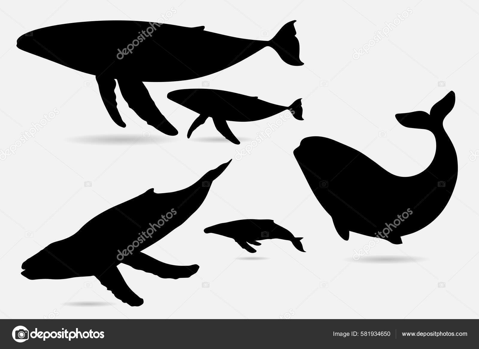 Coleção Ilustrações Vetoriais Silhueta Baleia vetor(es) de stock de ...