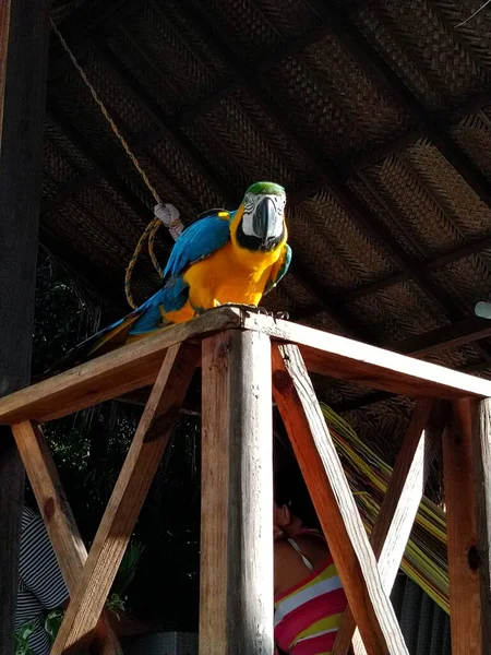 Blue Macaw Rio Angry Birds