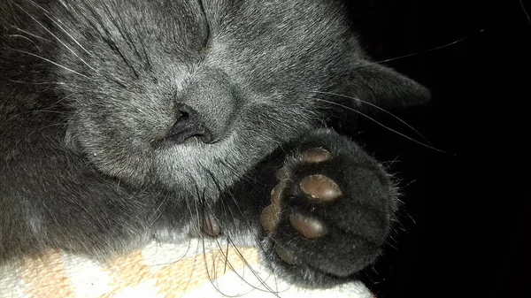 Soft fibroma Stock Photos, Royalty Free Soft fibroma Images | Depositphotos