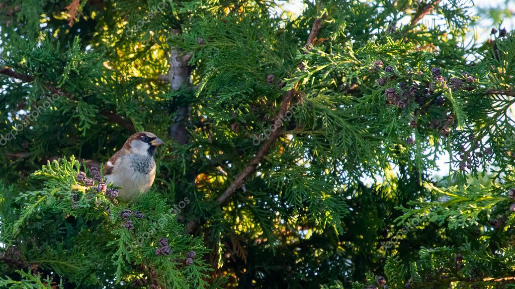 Gorriones del Viejo Mundo Pájaro sentado en rama sobre un fondo de pino ...