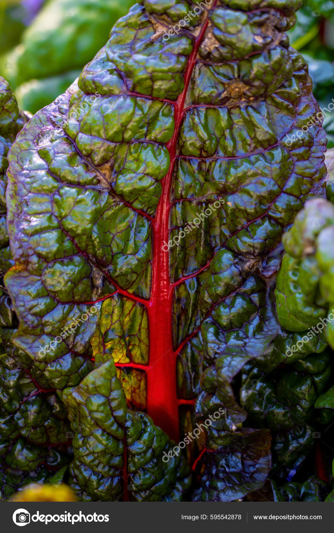 Beet Leaves Backlit Red Veins Green Swiss Chard Leaf — Stock Photo ...