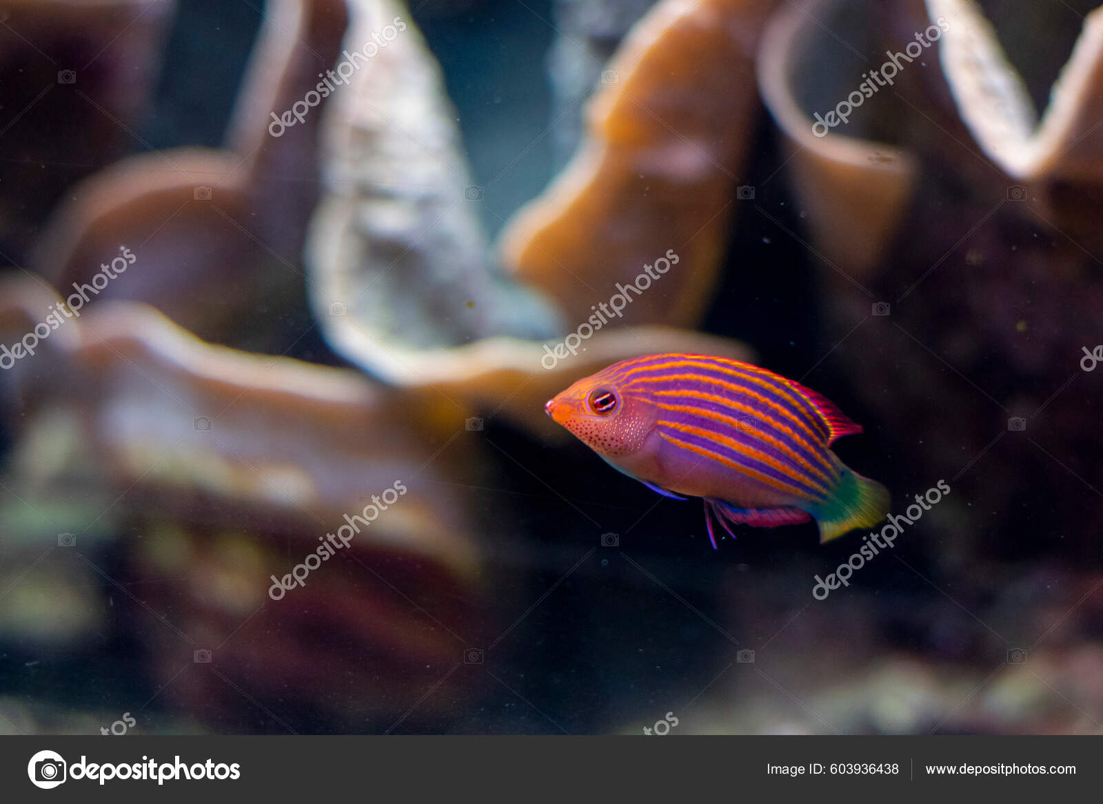 Six Line Wrasse Pseudocheillinus Hexataenia Saltwater Fish Blurred ...