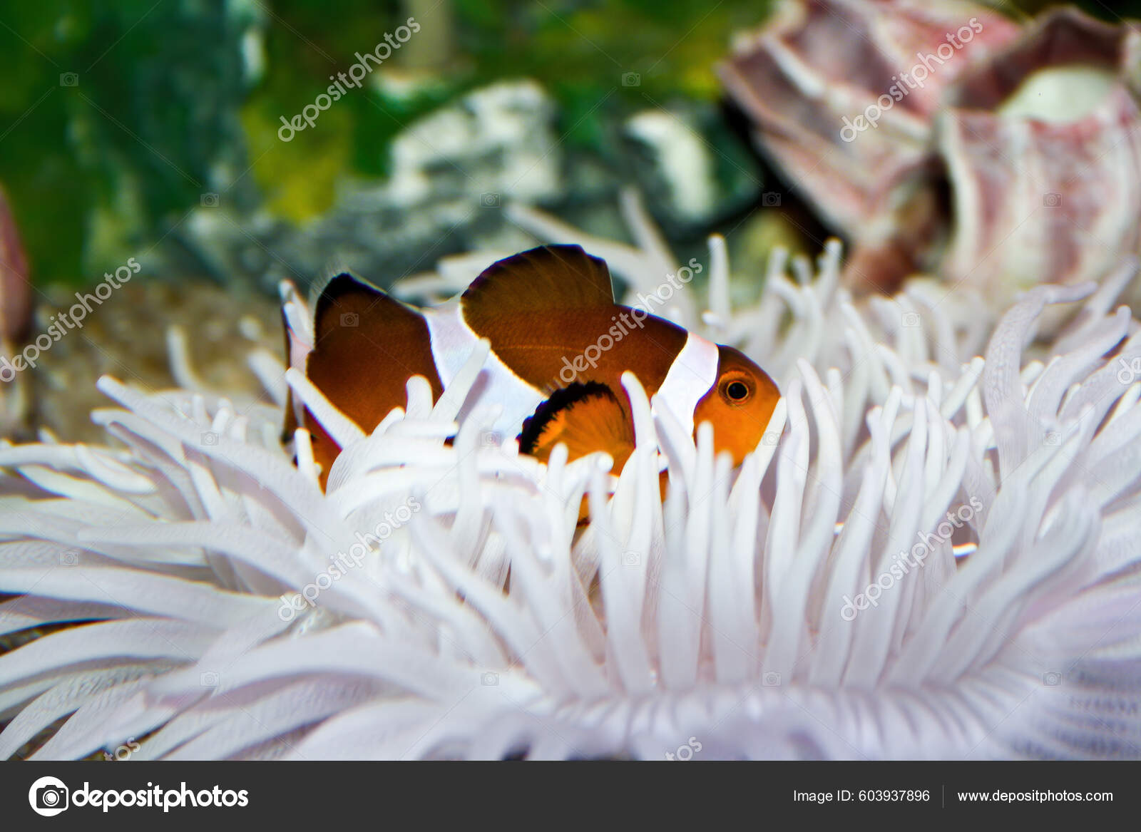 Maroon Clownfish And Anemone Host