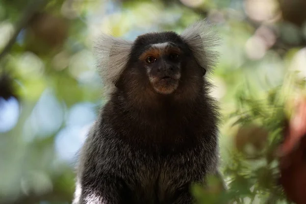 Marmoset monkeys include all species of the Callitrichidae and ...
