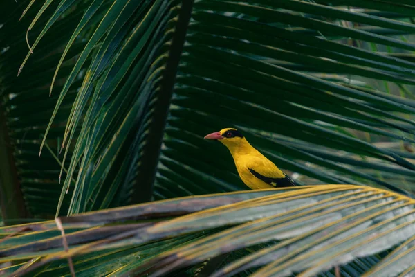 Jungle birds Stock Photos, Royalty Free Jungle birds Images | Depositphotos