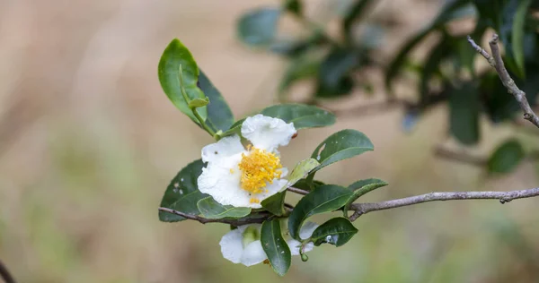 Green tea tree Flower fresh leaves in eco herbal farm. Tree tea ...