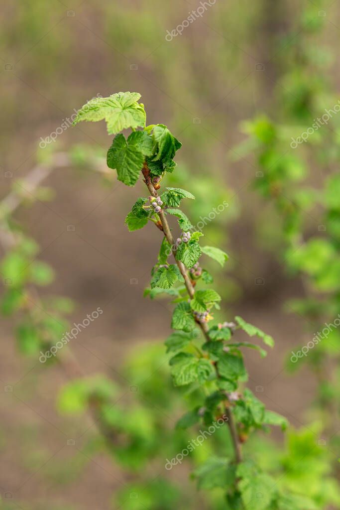 Grosella negra. Brotes de grosella negra. Rama de grosella Flor de ...