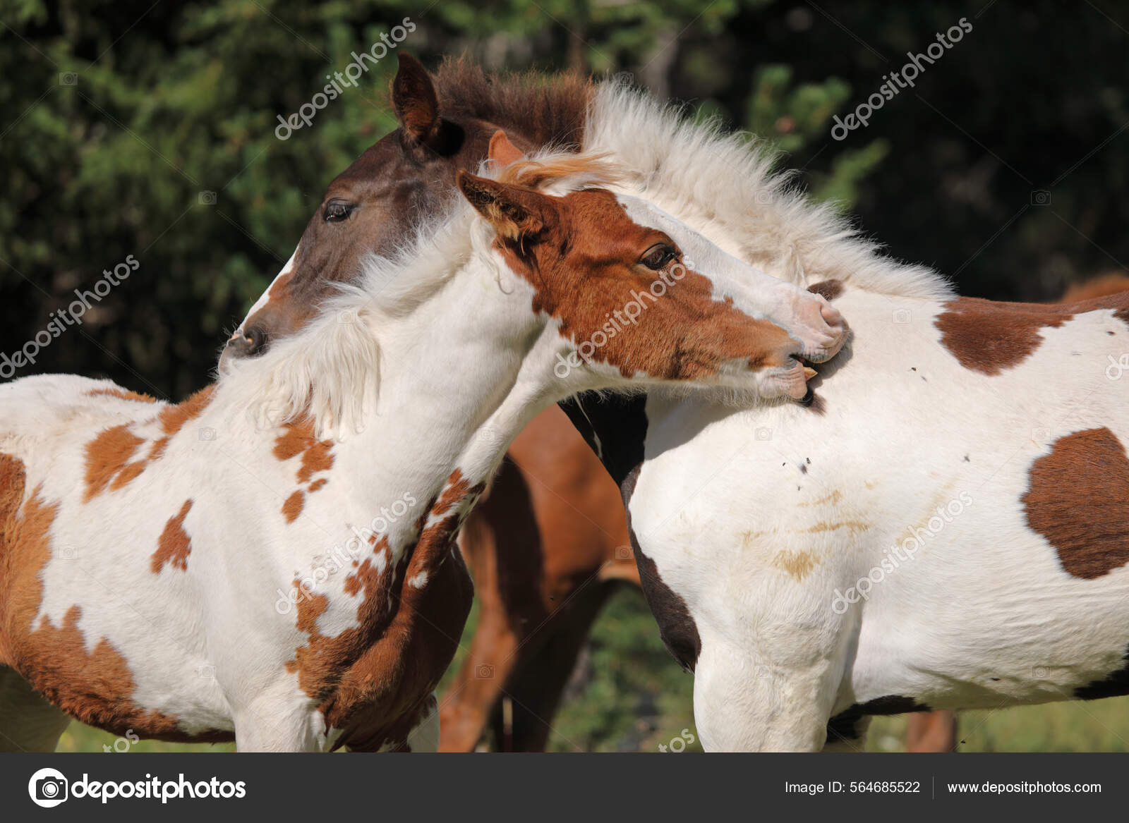 Cute Foals Playing