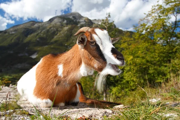 Switzerland goat Stock Photos, Royalty Free Switzerland goat Images ...