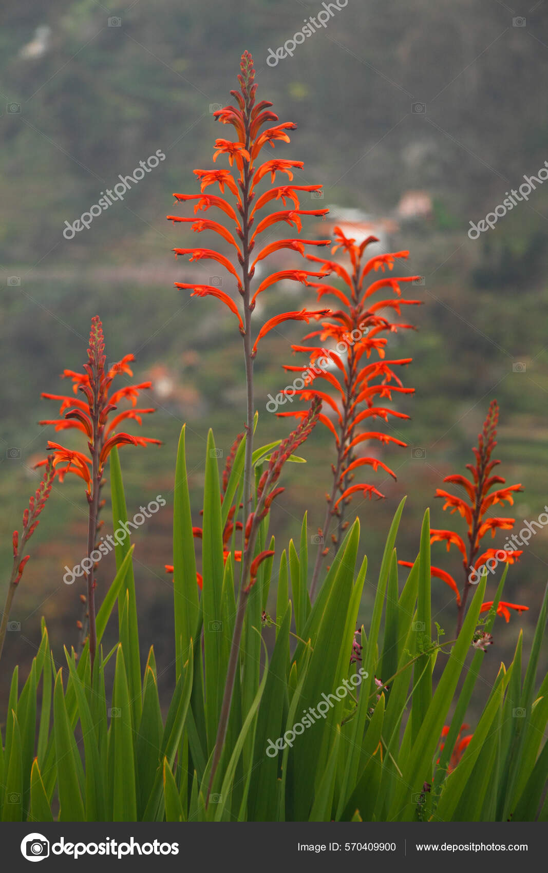 Bandera Africana, también conocida como Chasmanthe floribunda en la ...