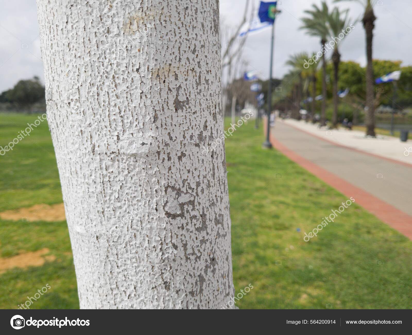 White Painted Tree Insects National Park Ramat Gan Israel — Stock Photo ...