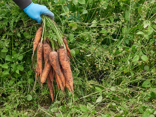 Harvesting carrots. The farmer holds a freshly picked carrot in his ...