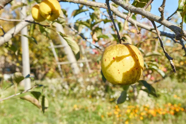A farmer collects apples. Cultivation of apples. Apple harvest. - Stock ...