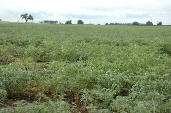 Herb fields Stock Photos, Royalty Free Herb fields Images | Depositphotos