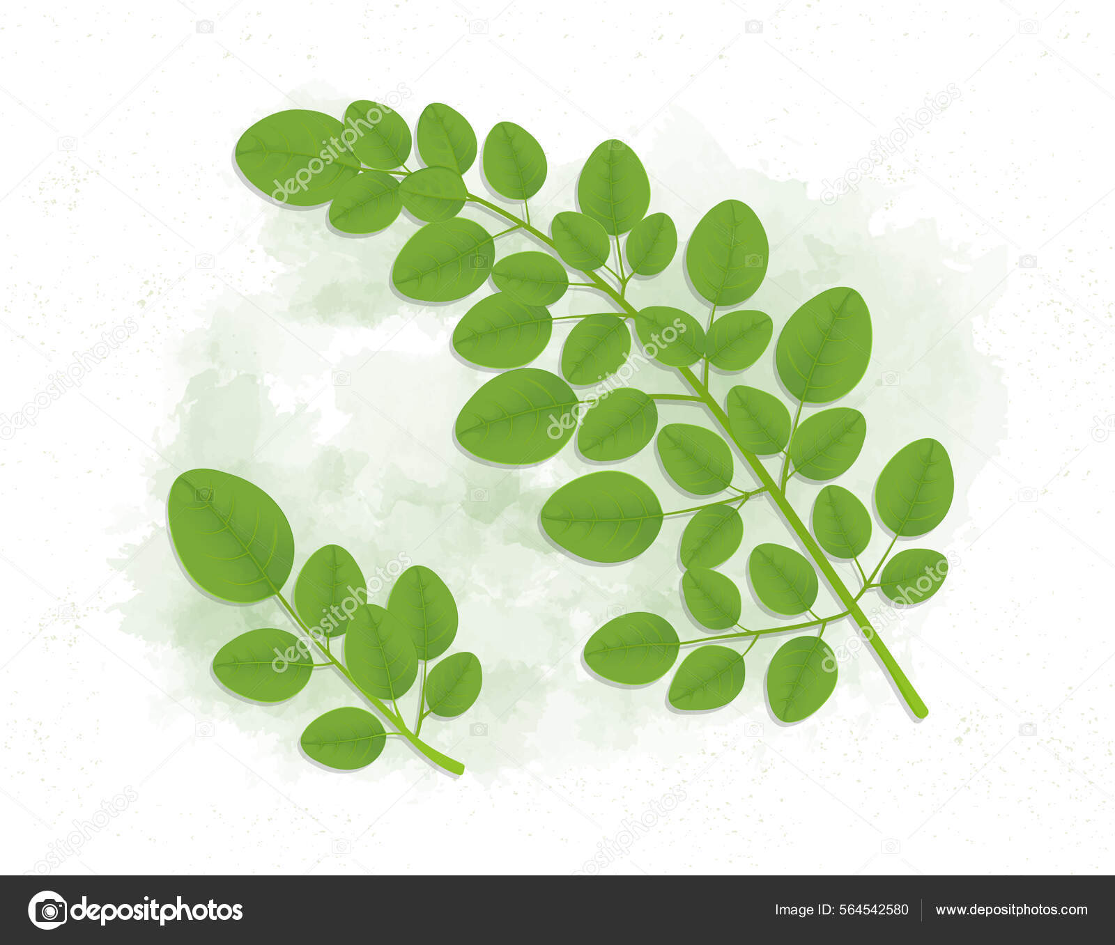 Moringa Oleifera Leave Vector Illustration Stock Vector Image by ...