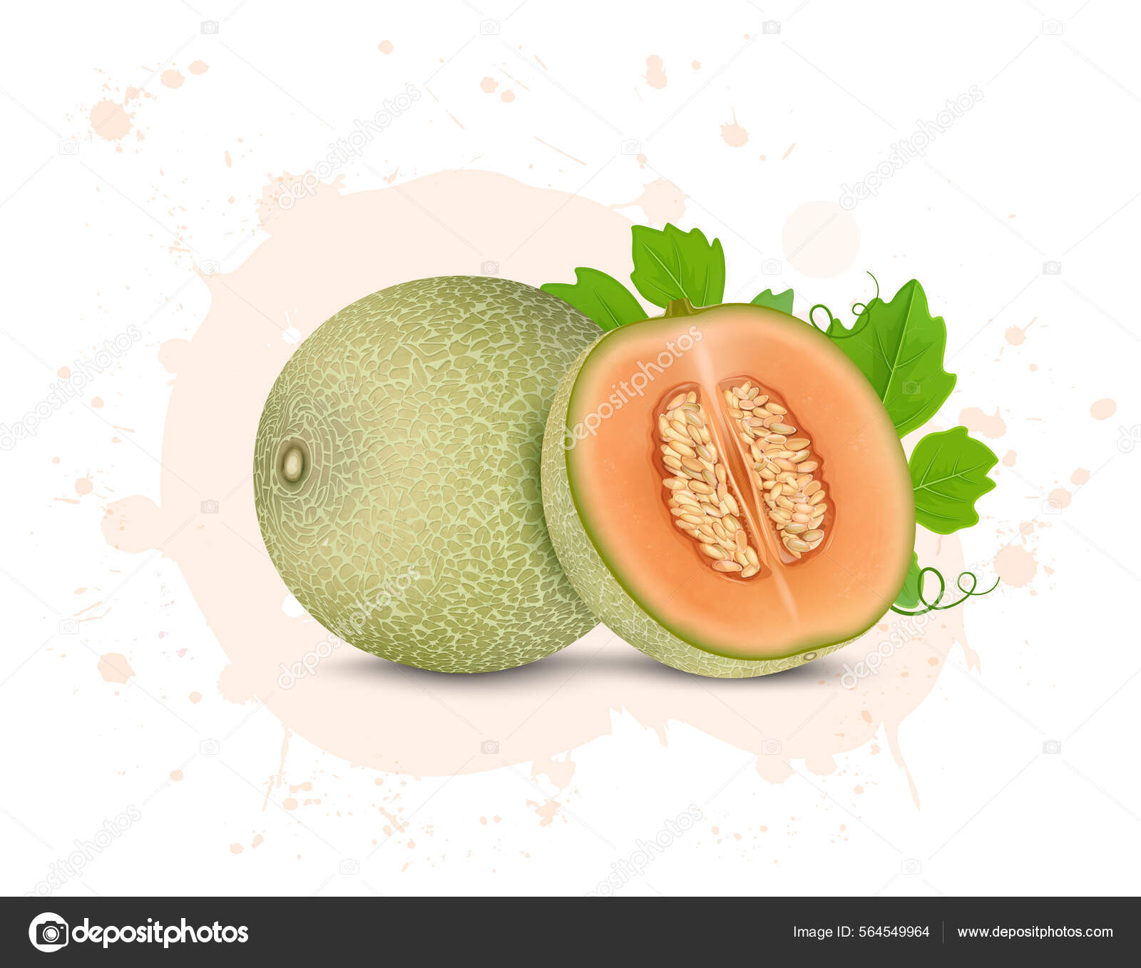 Vector Illustration Muskmelon Fruit Half Piece Muskmelon Green Leaves ...