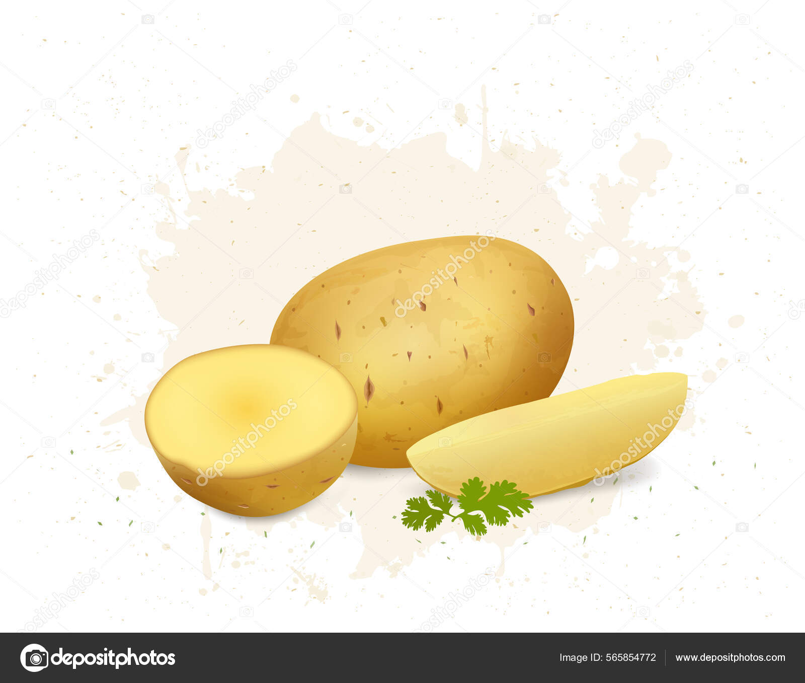 Potato Vector Illustration Half Pieces Potato White Background Stock ...