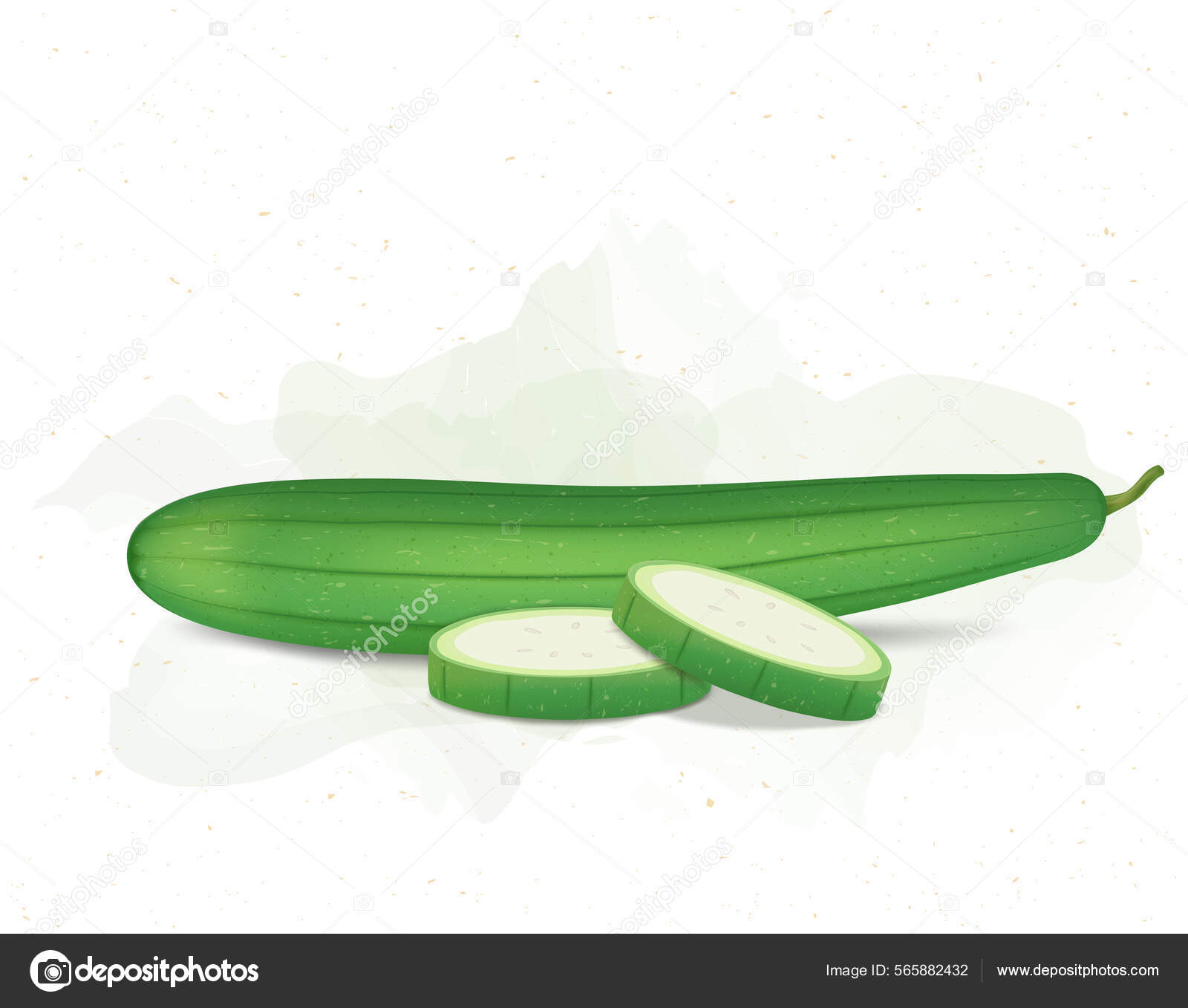 Green Sponge Gourd Vegetable Dengan Irisan Bulat Vektor Ilustrasi Pada ...