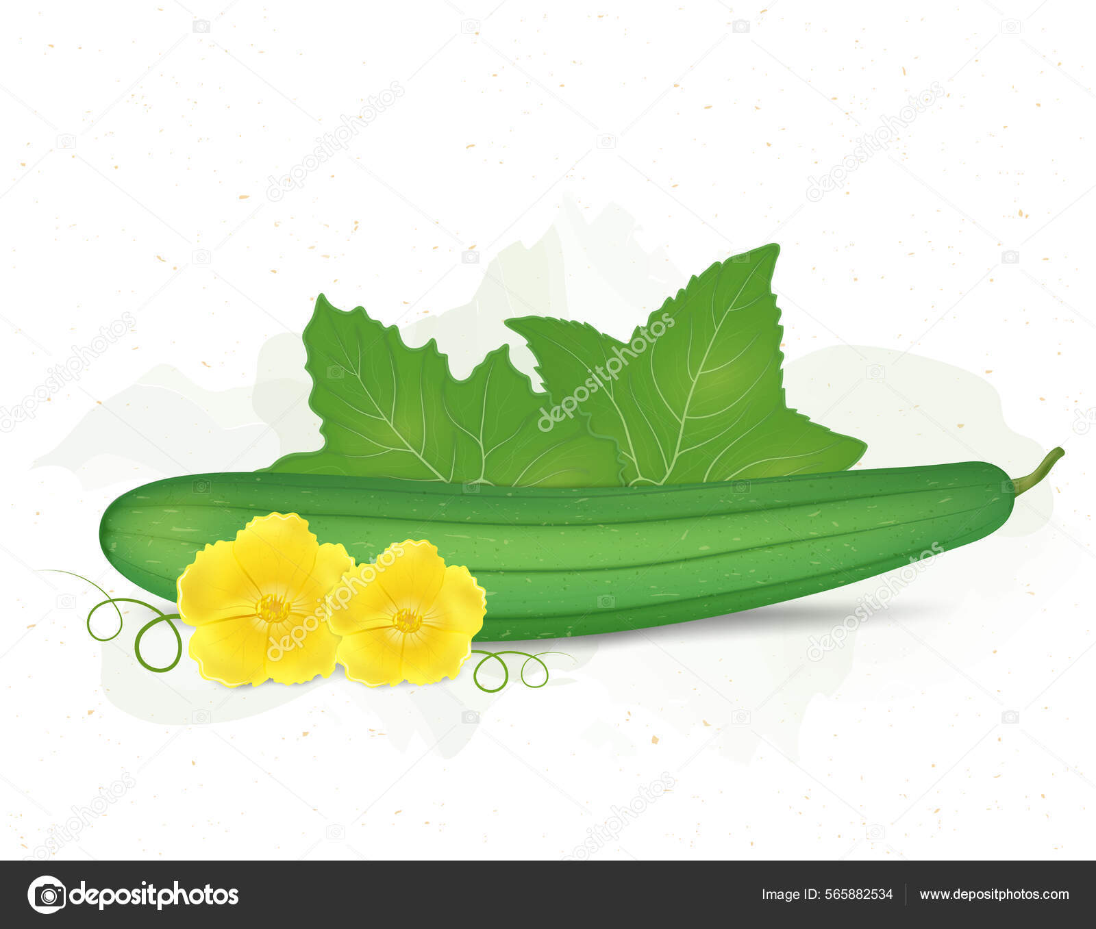 Sponge Gourd Drawing