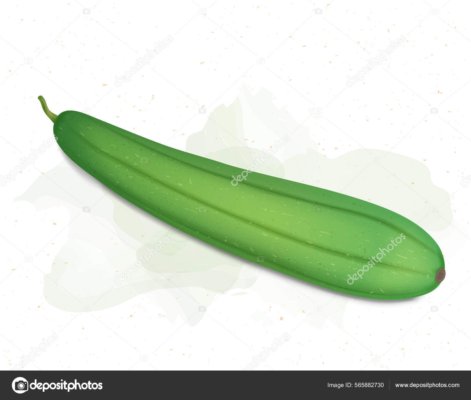 Sponge Gourd Drawing