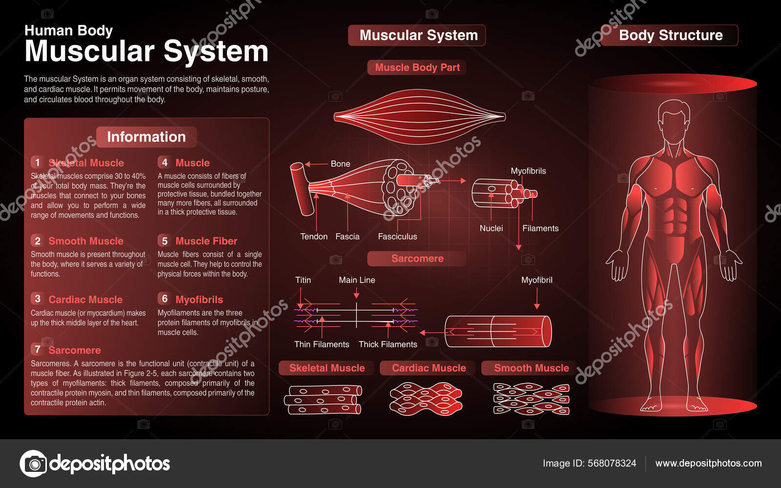 Muscular System Structure And Function Human Muscular
