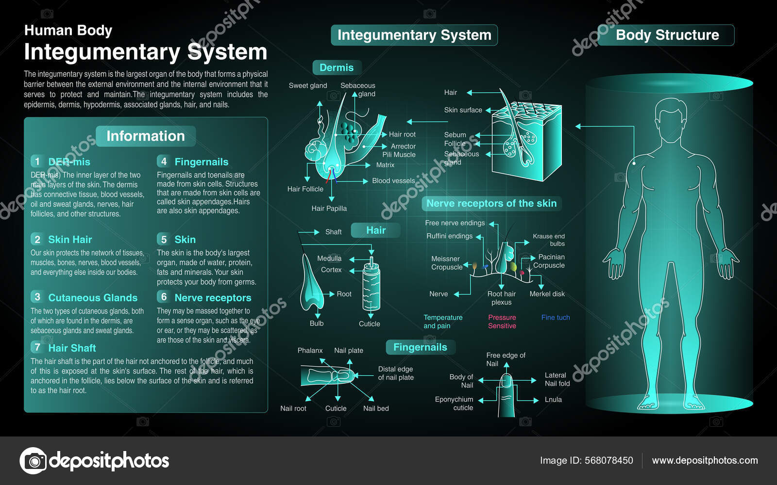 Vector Diagrams Integumentary System Function Organs Anatomy Stock ...