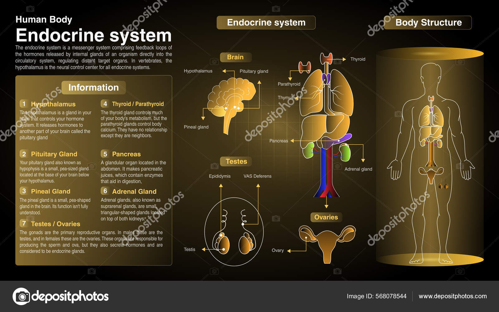 Vector Diagrams Endocrine System Function Organs Anatomy Stock Vector ... Vector Diagrams Endocrine System Function Organs Anatomy Stock Vector ...