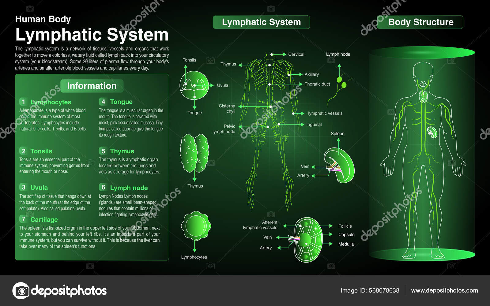 Vector Diagrams Lymphatic System Function Organs Anatomy Stock Vector ...