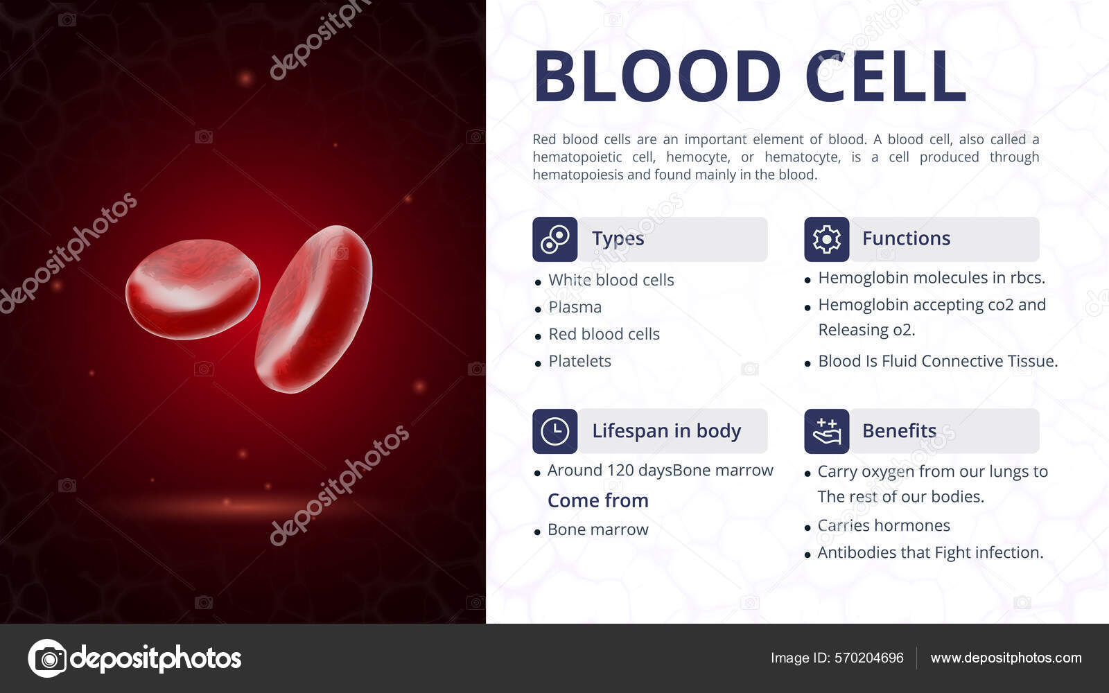Structure Function Types Blood Cell Vector Image Design Stock Vector ...