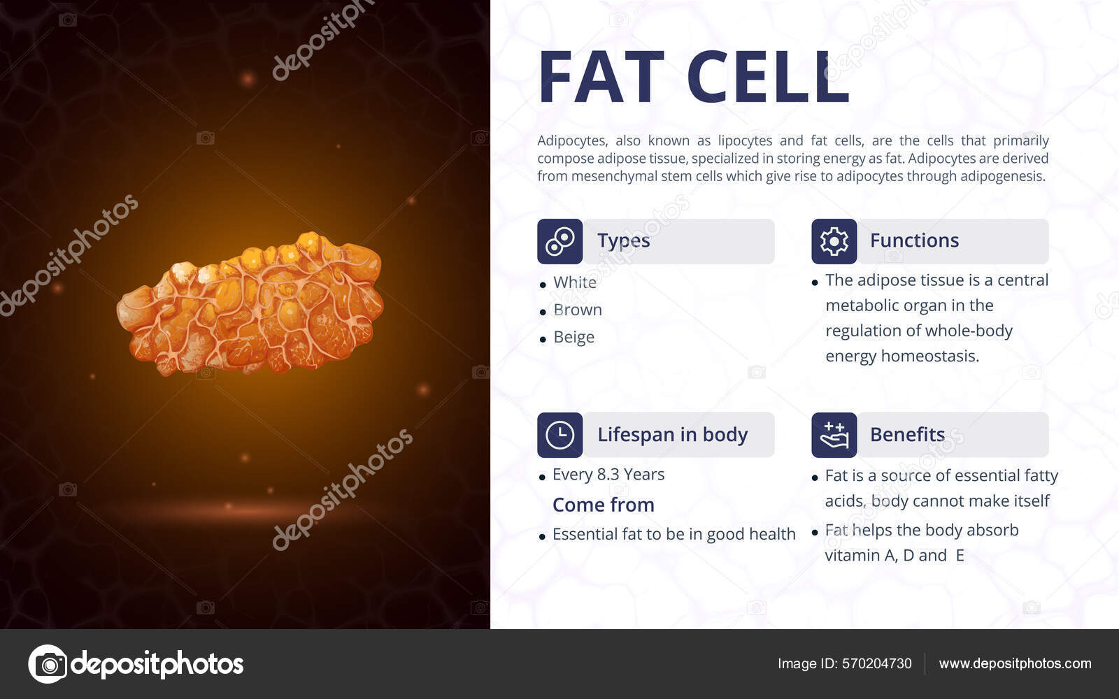 Structure Function Types Fat Cell Vector Image Design Stock Vector by ...
