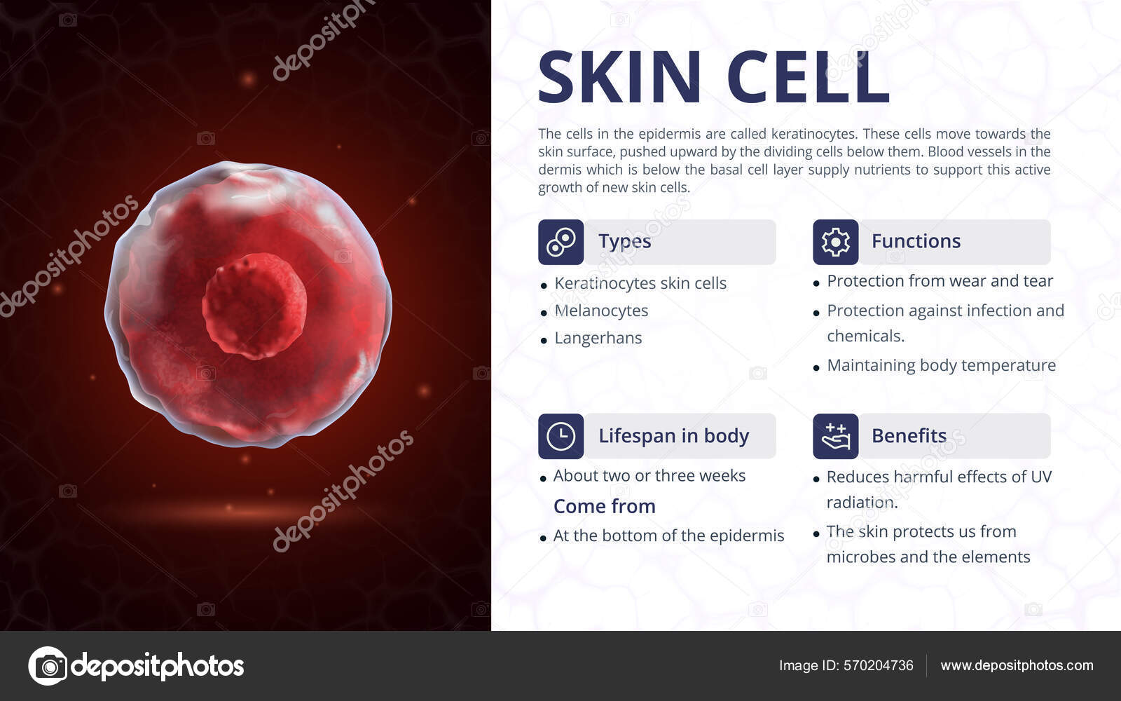 Structure Function Types Skin Cell Vector Image Design Stock Vector by ...