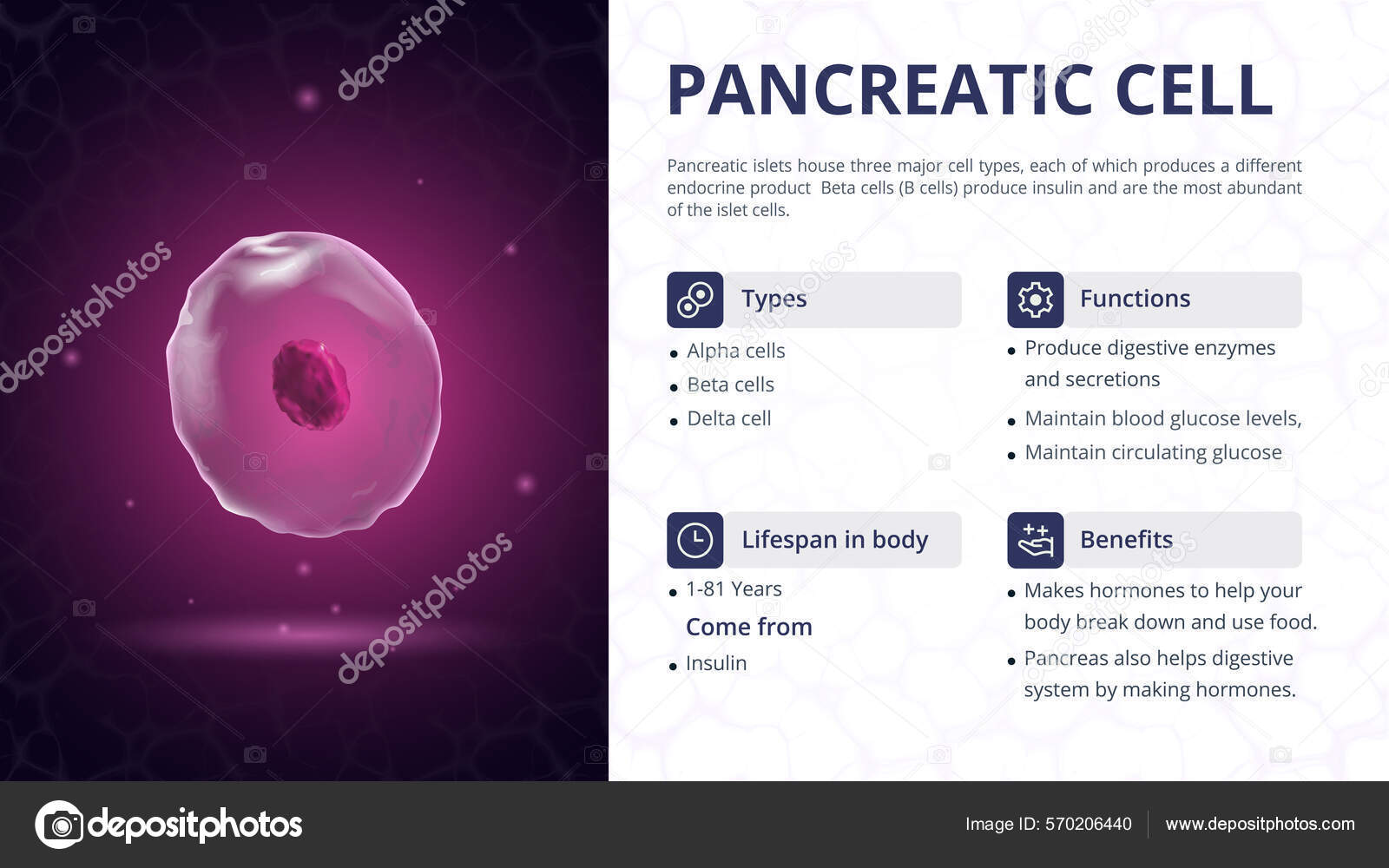 Structure Function Types Pancreatic Cell Vector Image Design Stock ...