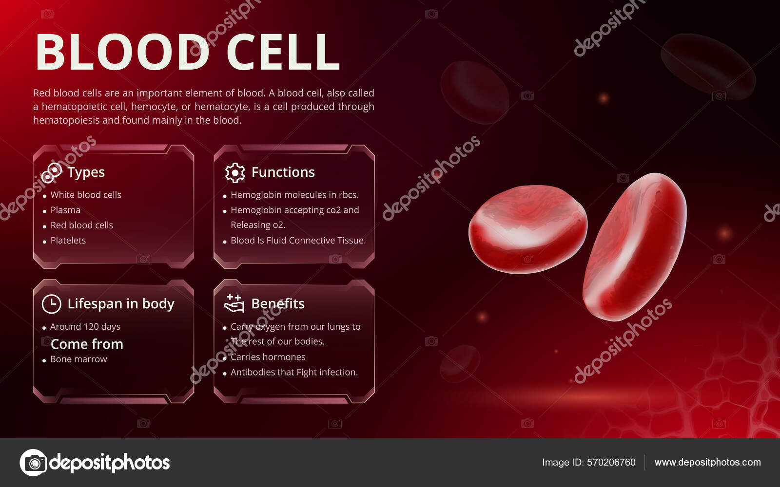 Structure And Function Of Red Blood Cells White Blood Cells And ...