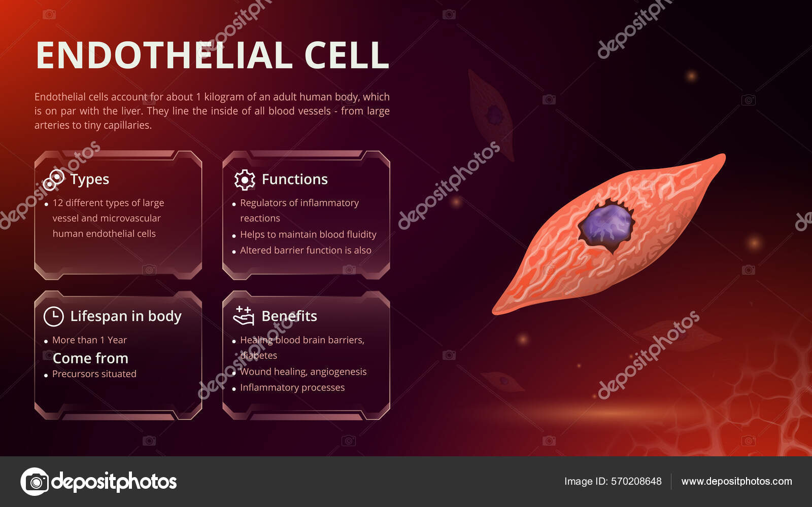 Structure Fonction Types Conception D'image Vectorielle Cellules ...
