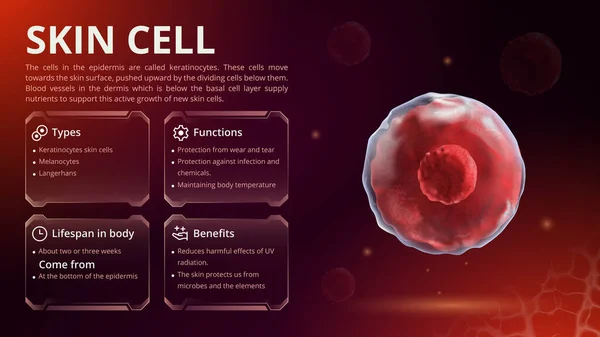 Structure Function Types Skin Cell Vector Image Design Stock Vector ...