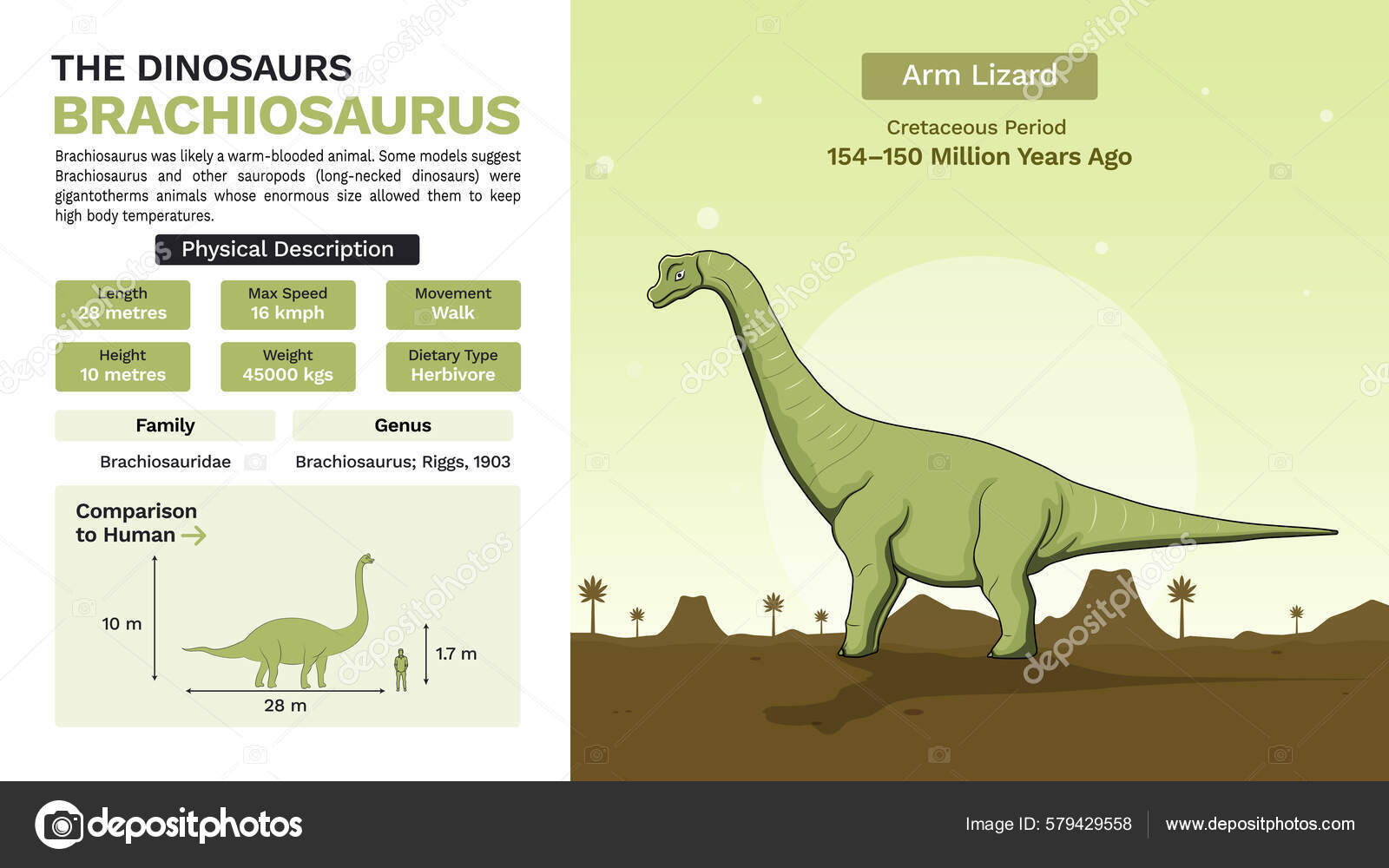 Description Physical Characteristics Brachiosaurus Vector Illustrations ...
