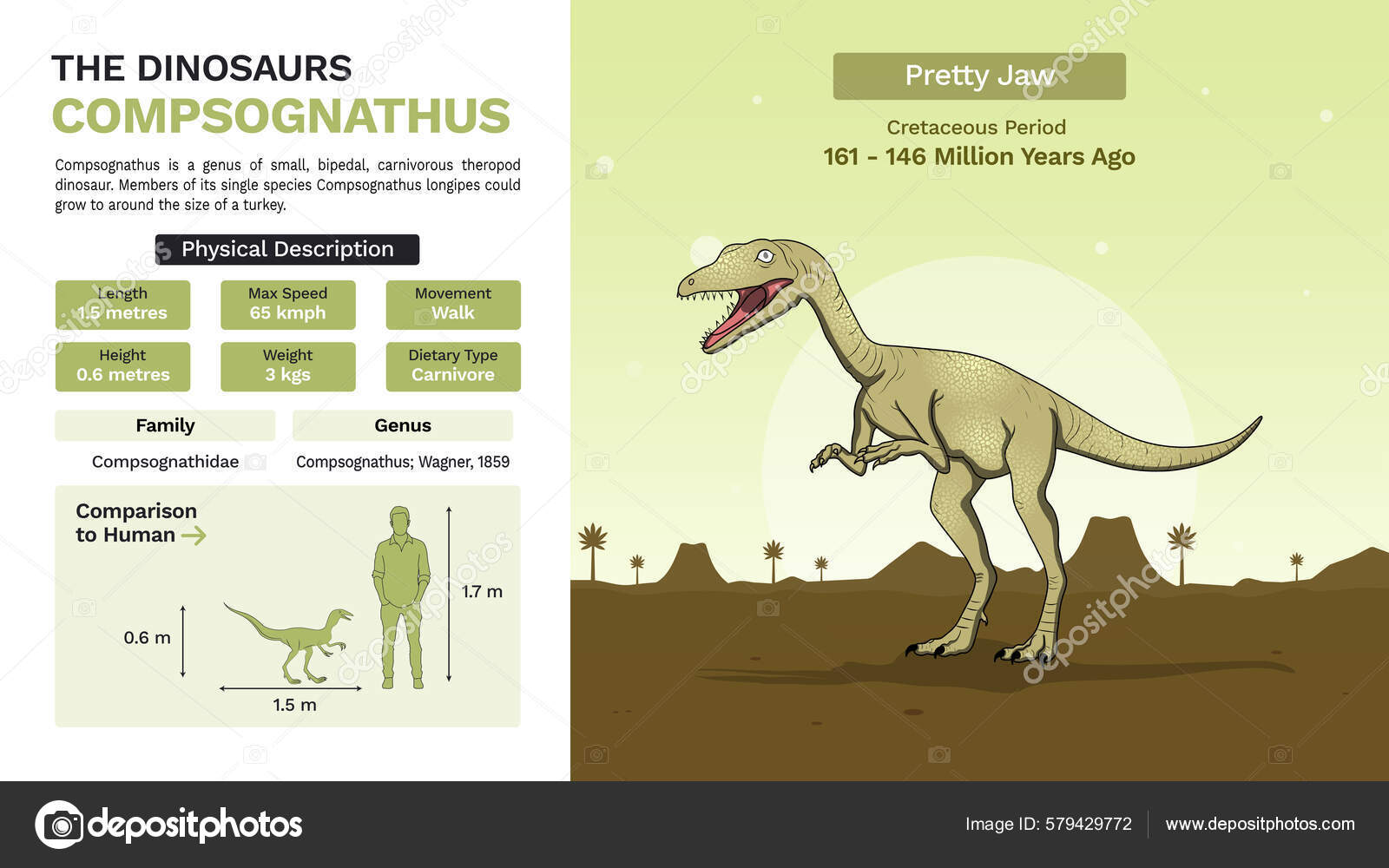 Description Physical Characteristics Compsognathus Vector Illustrations ...