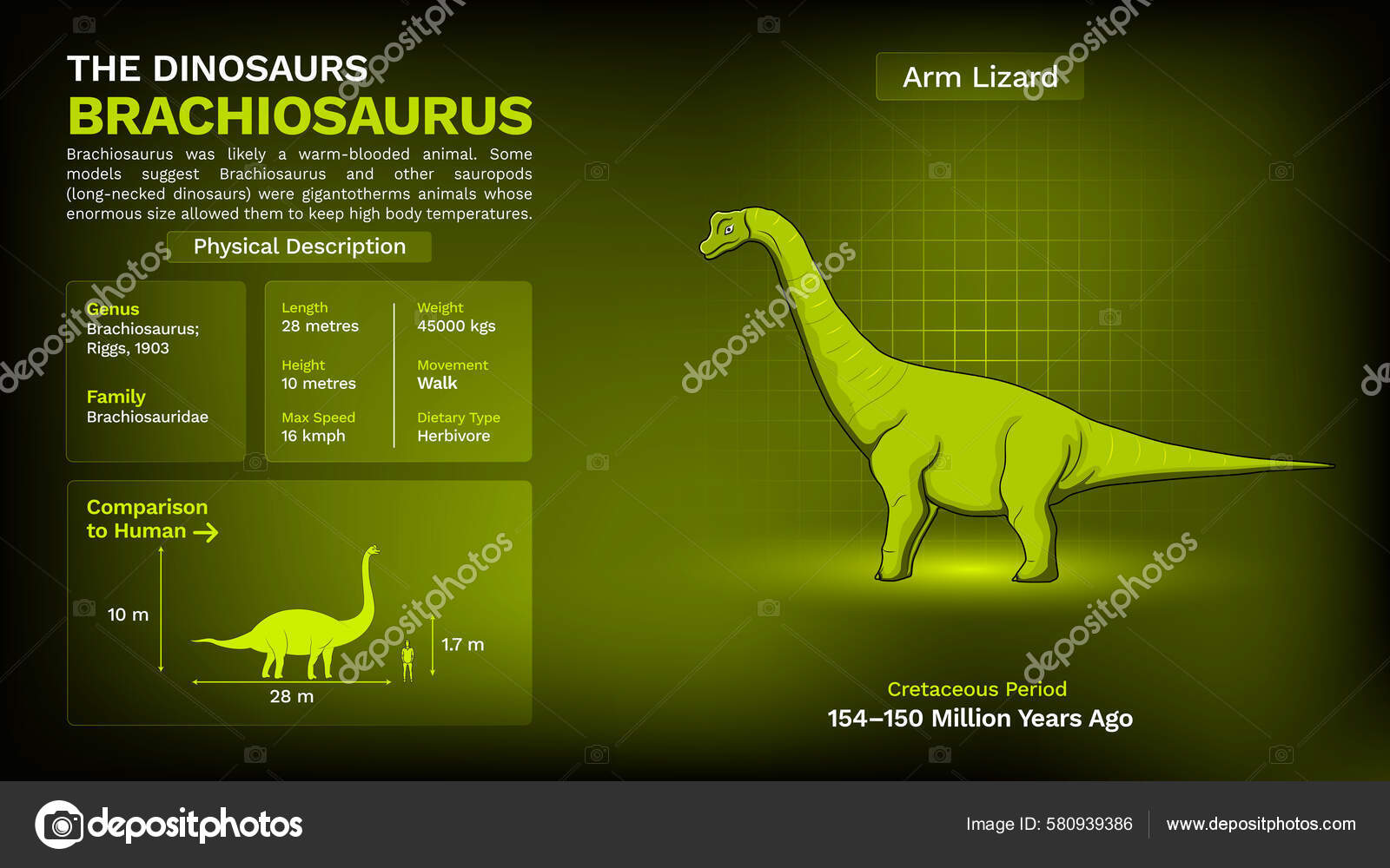 Description Physical Characteristics Brachiosaurus Vector Illustration ...