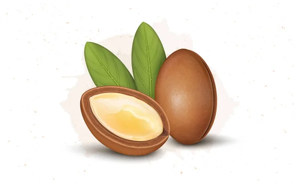 Almond Nut Shell Green Leaves Vector Illustration Isolated White ...