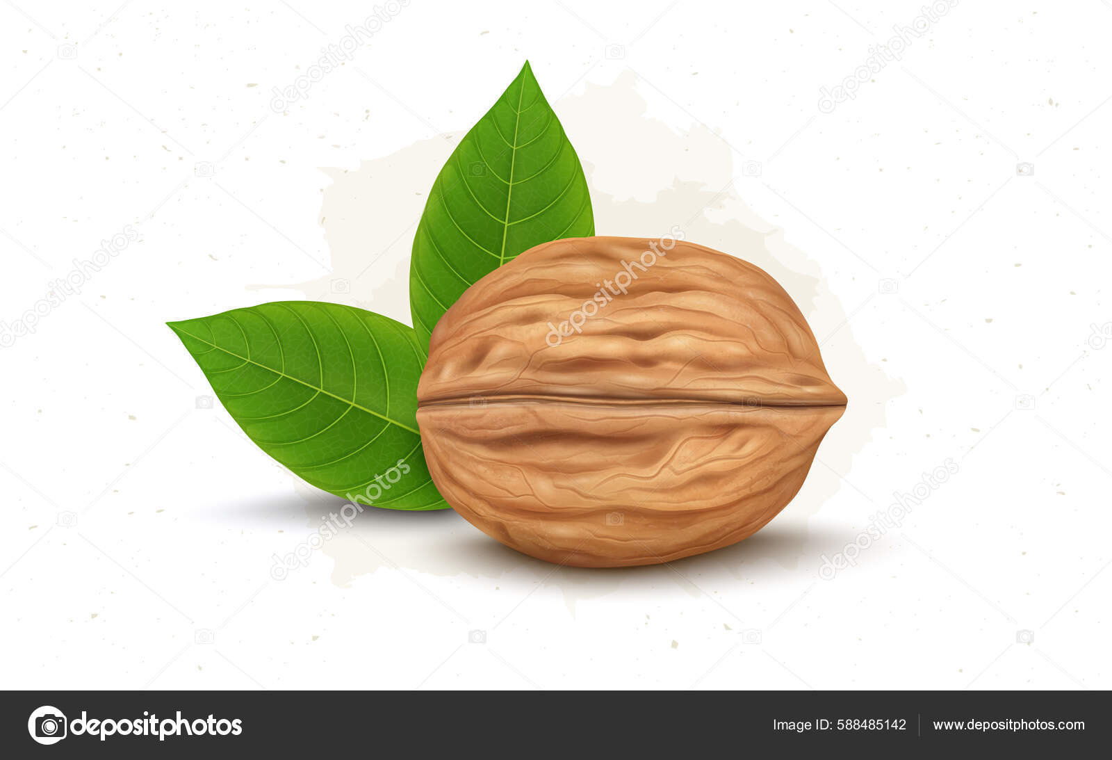Walnut Vector Illustration Green Leaves Stock Vector by ©bonkersart ...