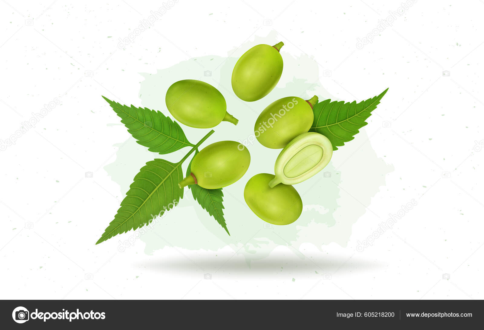 Neem Fruit Vector Illustration Neem Leaves Isolated White Background ...