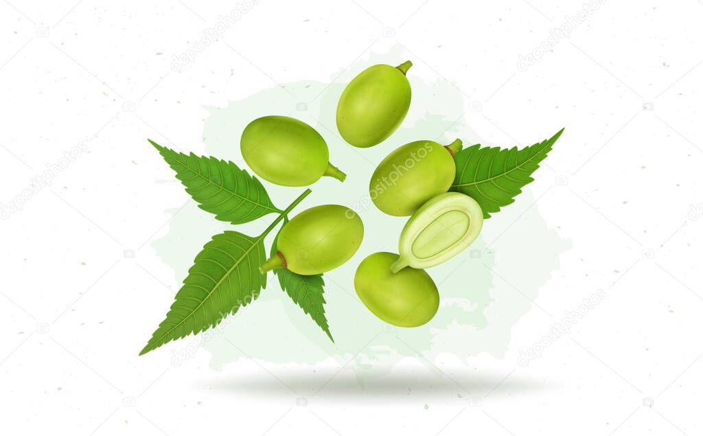 Neem Fruit Vector Illustration Neem Leaves Isolated White Background ...