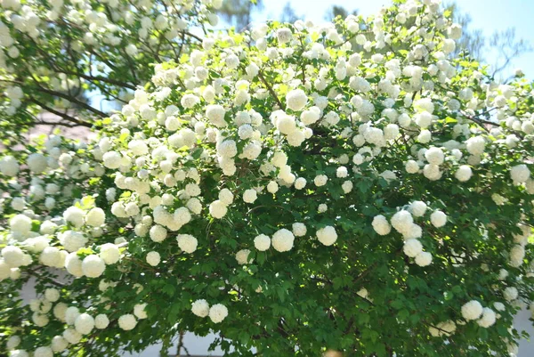 Cuckoo trees Stock Photos, Royalty Free Cuckoo trees Images | Depositphotos