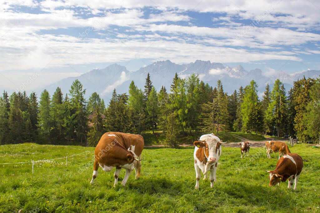 Las vacas en el prado alpino - el paisaje de Lienz Dolomites en Austria ...