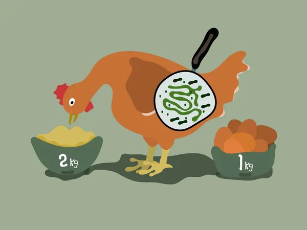 CONCEPT, GUT HEALTH Issues in Poultry. Image for animal intestinal ...